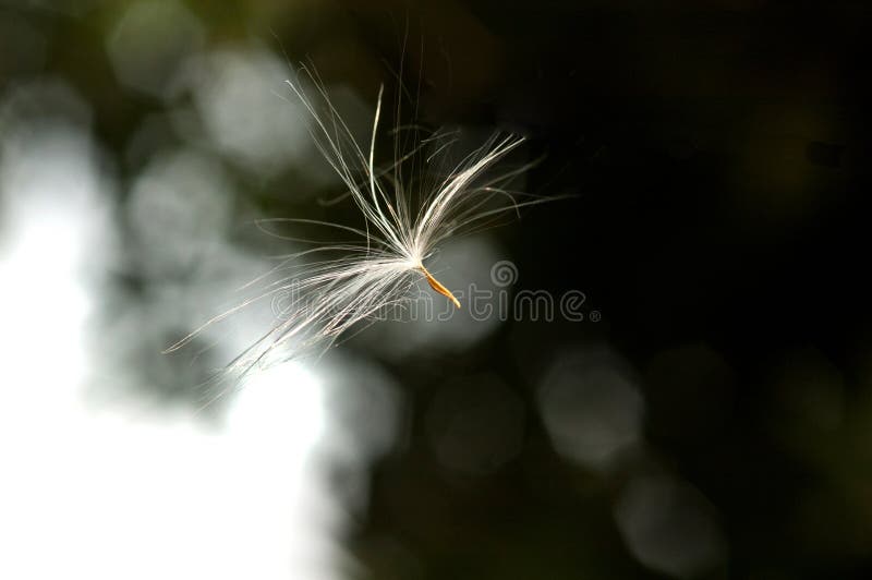 Flying seed stock photo. Image of green, freedom, natural - 30639662