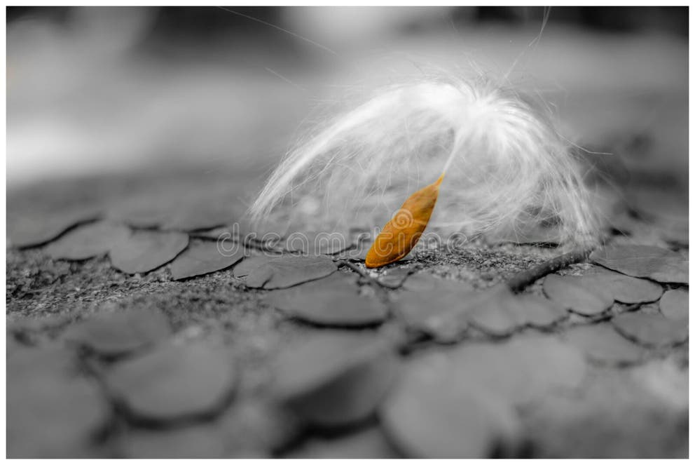 Flying Seed stock photo. Image of seed, forest, flying - 55743854