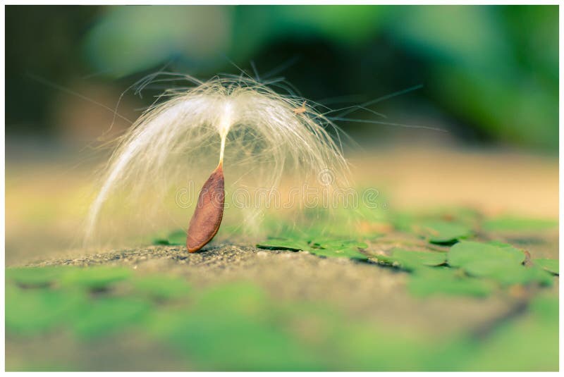 Flying Seed stock photo. Image of ground, grass, rock - 55743878