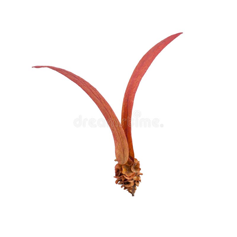 Flying seed stock photo. Image of green, freedom, natural - 30639662