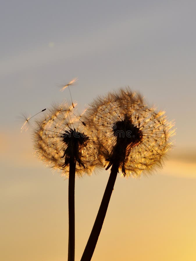 Flying seeds stock image. Image of disperse, plant, sunset - 44981631