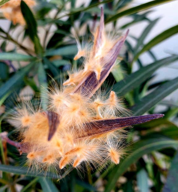 Flying Seeds of Oleander Flowering Shrub Stock Photo - Image of autumn ...