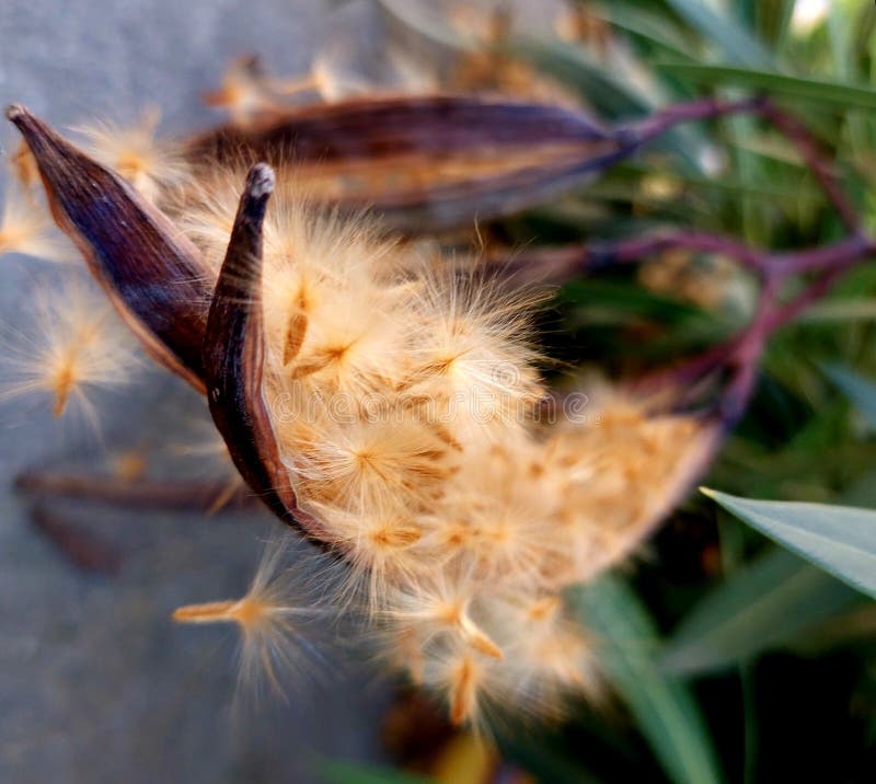 Flying Seeds of Oleander Nerium Flowering Shrub Stock Image - Image of ...