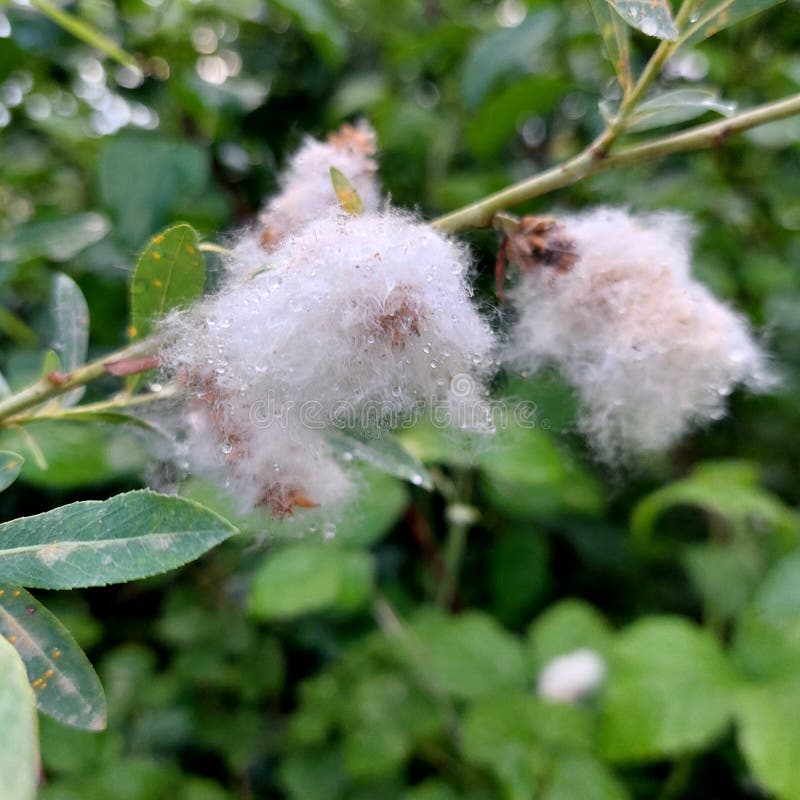 Flying Seeds of Salix Alba or White Willow in the Spring Stock Image ...