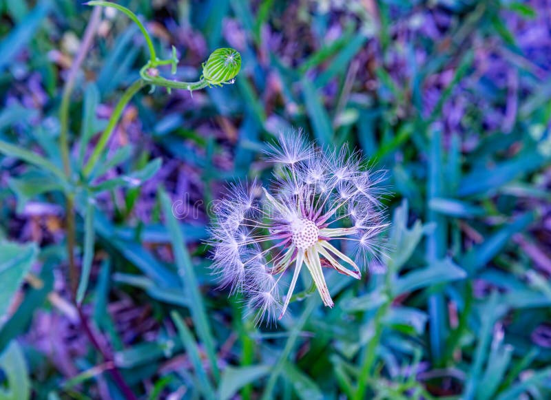 Flying Seeds of Texas Dandelion. Stock Image - Image of yellow, texas ...