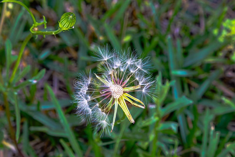 Flying Seeds of Texas Dandelion on Green Background Stock Image - Image ...