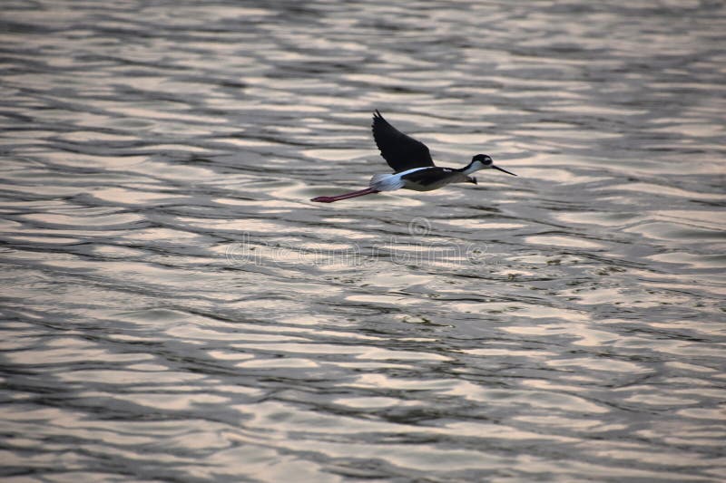 Flying Shore Bird Over Water in the Tropics Stock Image - Image of ...