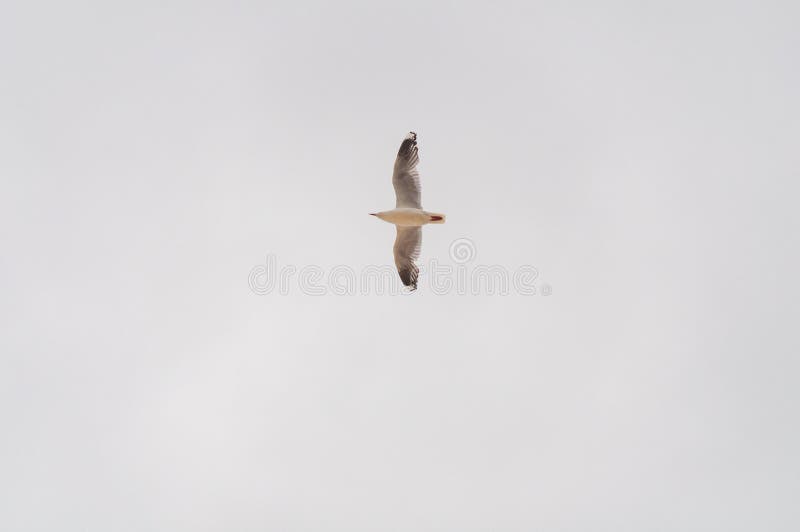 Flying Silver Gull with Wings Spread Stock Image - Image of spread ...