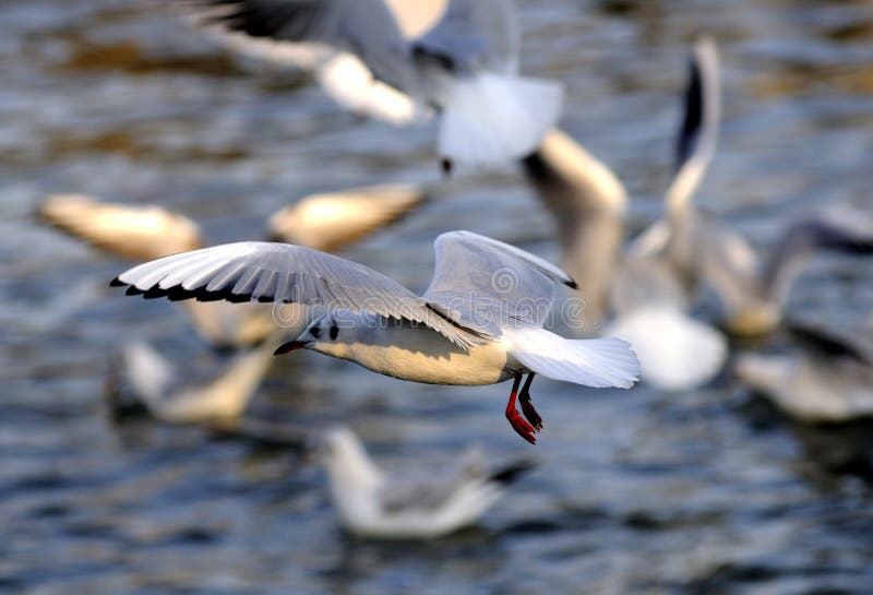 Silver Seagull stock image. Image of gull, coastal, wild - 43856779