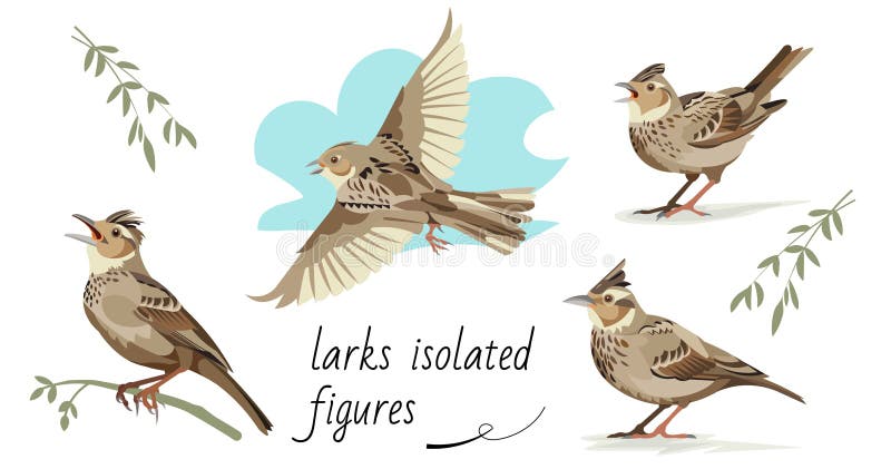 Lark Isolated Stock Illustrations – 334 Lark Isolated Stock ...