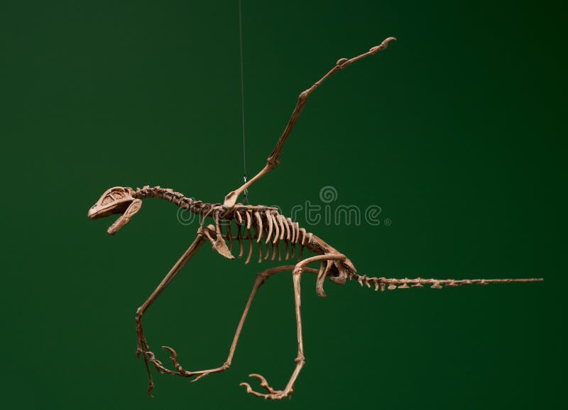 Flying skeleton stock photo. Image of prehistoric, mouth - 28733706