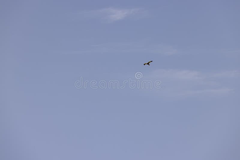 Flying in the Sky while Hunting a Single Hawk Stock Photo - Image of ...