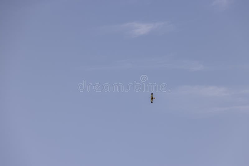 Flying in the Sky while Hunting a Single Hawk Stock Photo - Image of ...
