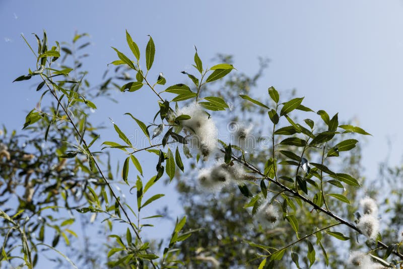 Flying in the Sky White Fluff from Willow in Spring Stock Photo - Image ...