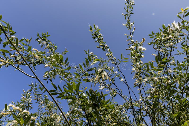 Flying in the Sky White Fluff from Willow in Spring Stock Photo - Image ...