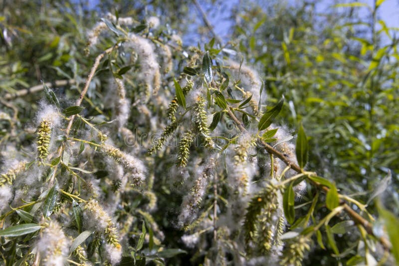 Flying in the Sky White Fluff from Willow in Spring Stock Image - Image ...