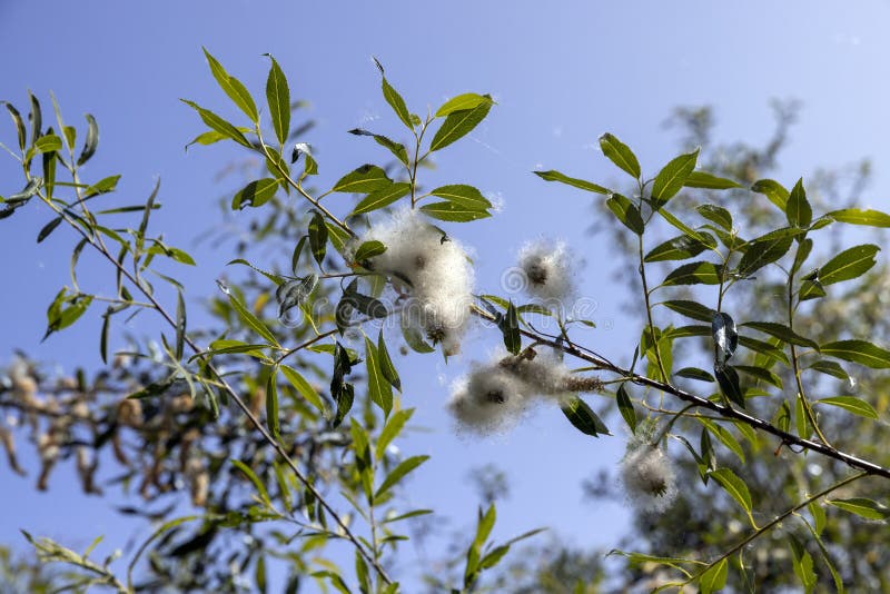 Willow in spring stock image. Image of growing, flying - 68792073