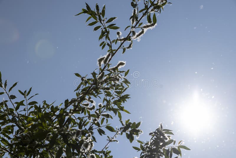 Willow in spring stock image. Image of growing, flying - 68792073