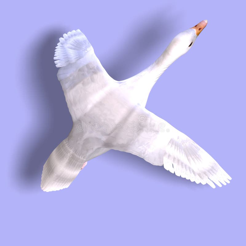 Flying snow goose stock illustration. Illustration of grus - 11002553