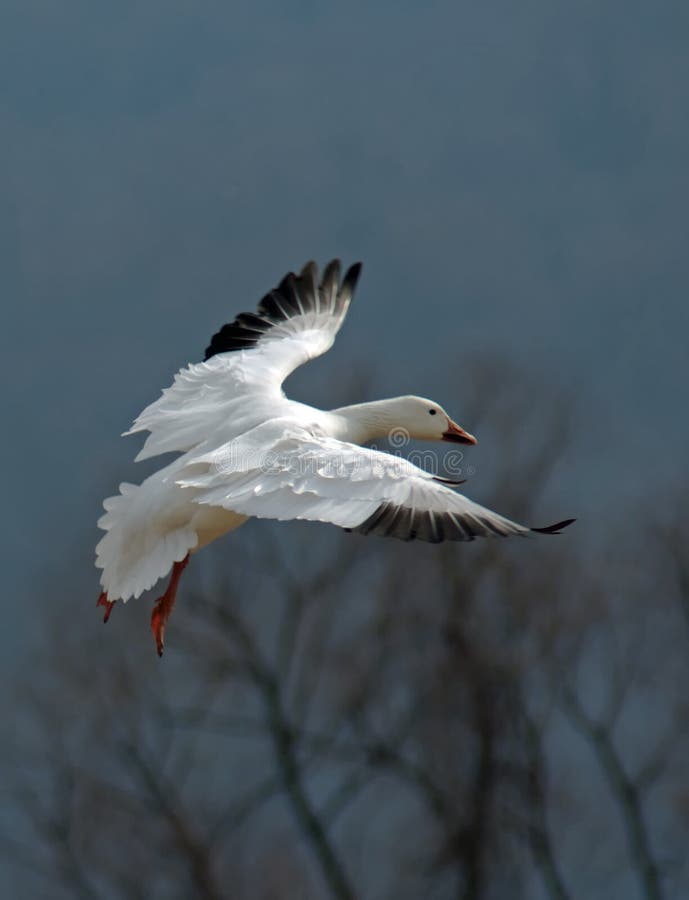 Snow Goose Landing stock photo. Image of wing, flock, migrate - 8483776