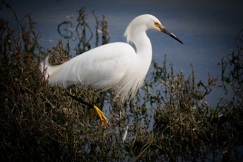 A Flying Snowy Egret stock photo. Image of water, snowy - 91027456