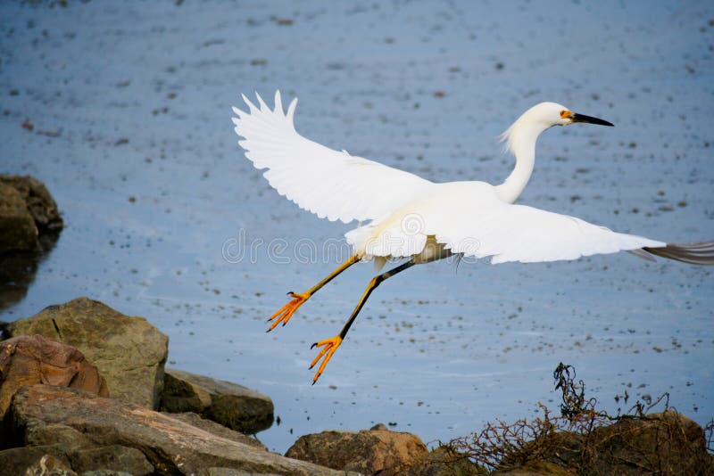 A Flying Snowy Egret stock photo. Image of bird, egret - 91027520