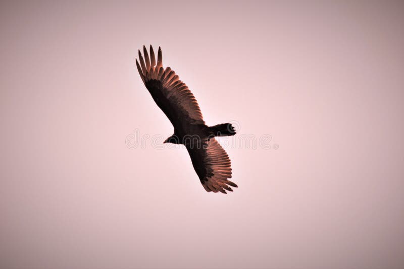 Flying Solo stock photo. Image of pretty, wings, flying - 74112684