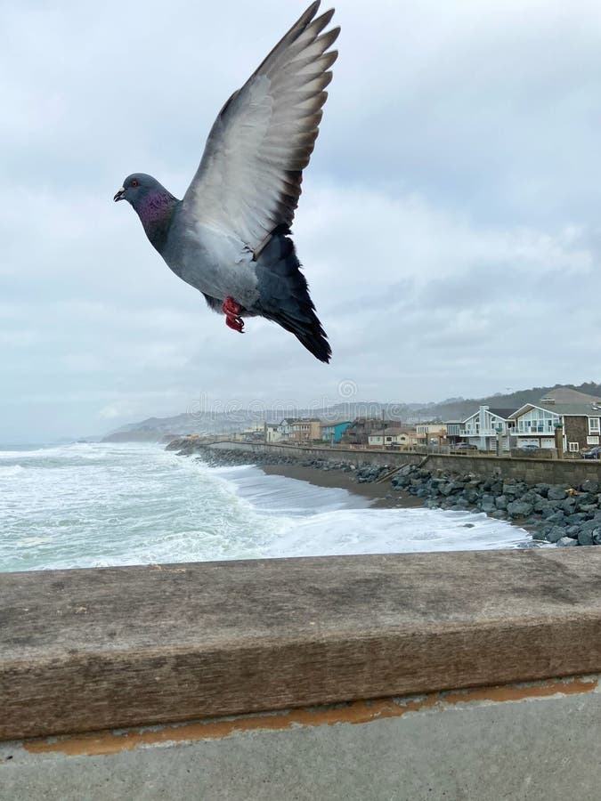 FLYING SOLO stock image. Image of eagle, skyline, ocean - 128665403