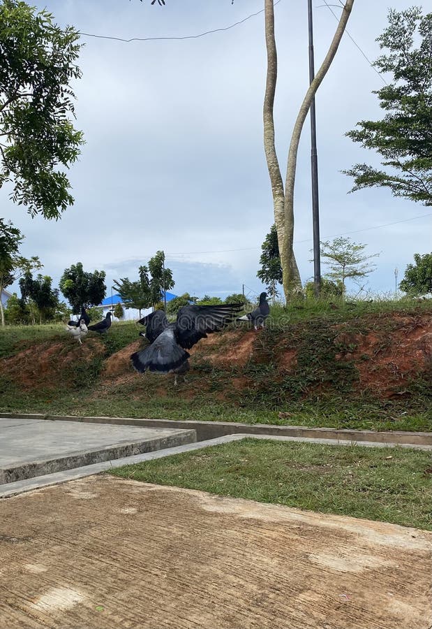 Flying stock photo. Image of beauty, flying, corner - 266094102