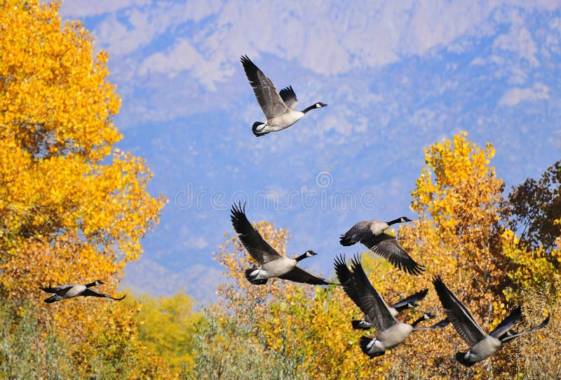 Flying south stock image. Image of leaves, fall, golden - 16898587