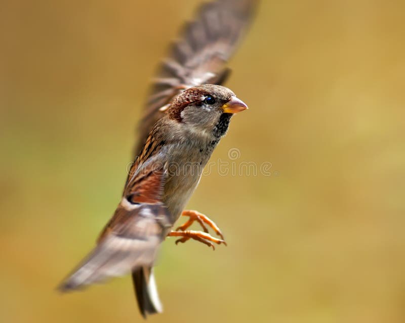 Flying Sparrow stock image. Image of motion, birds, small - 18511351