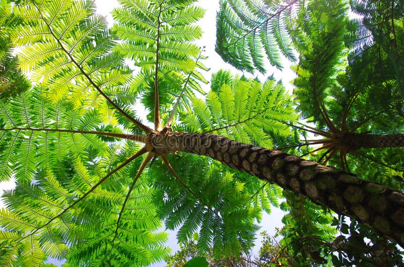 Flying Spider Monkey Tree Fern Stock Image - Image of japan, rainforest ...