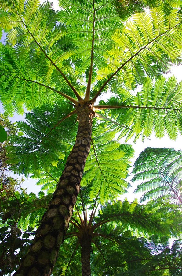 Flying Spider Monkey Tree Fern Stock Image - Image of flying, spider ...