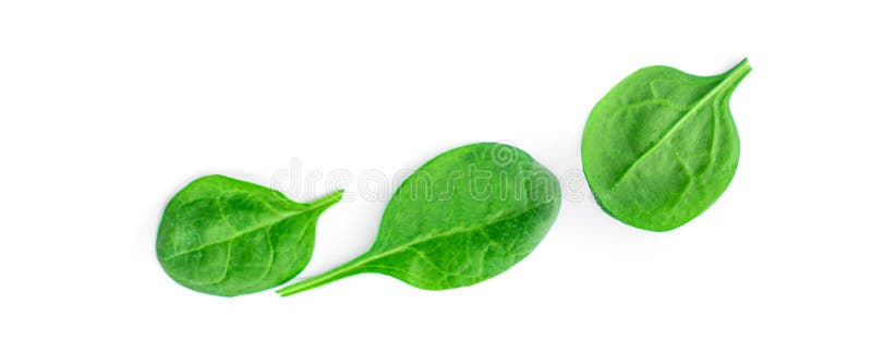 Flying Spinach Leaves Isolated on White Background. Spinach Macro. Top ...