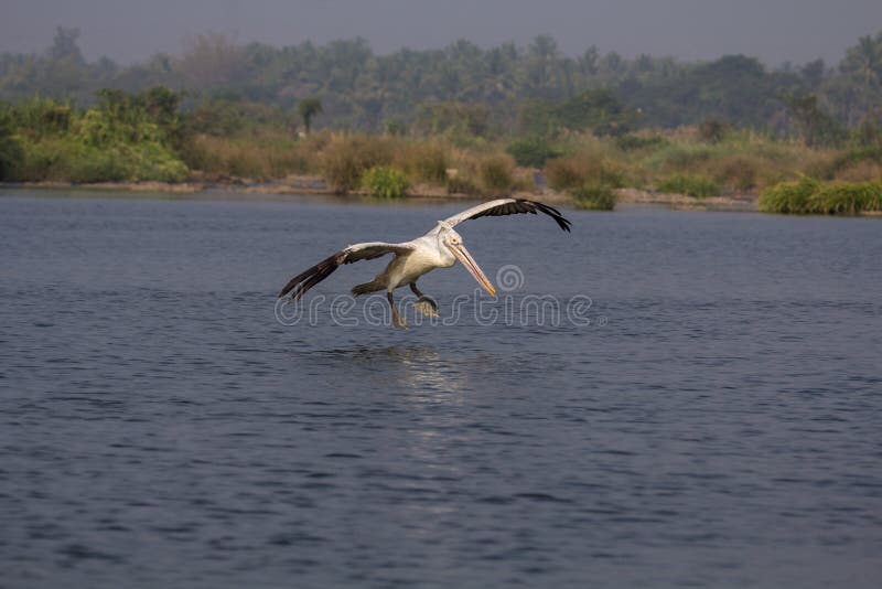 Flying Spot billed pelican stock photo. Image of curly - 36273506