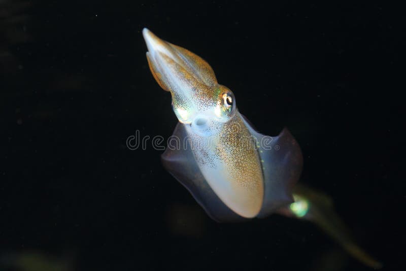 Flying squid stock photo. Image of fish, diving, reef - 39488850