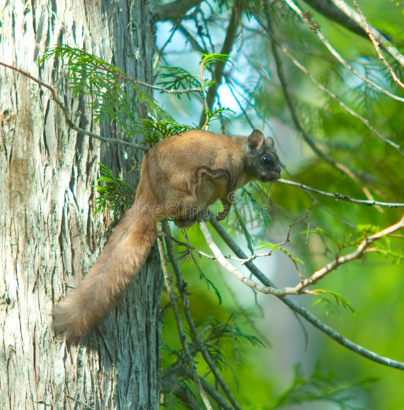 Squirrel on a tree stock photo. Image of sciuridae, squirrel - 90002252