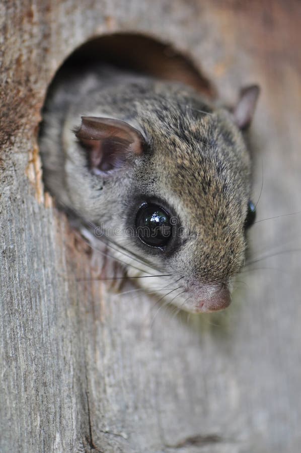 Scared house mouse stock image. Image of small, long - 10705469