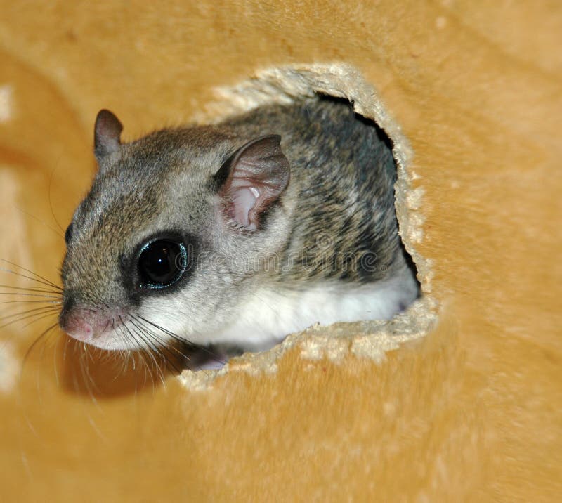 Flying Squirrel stock image. Image of rodent, mammal, closeup - 9439033