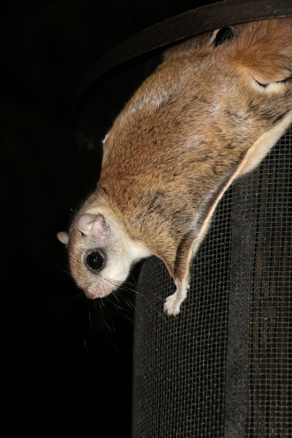 Flying Squirrel on Bird Feeder. Looking into Camera with Arm Flaps ...