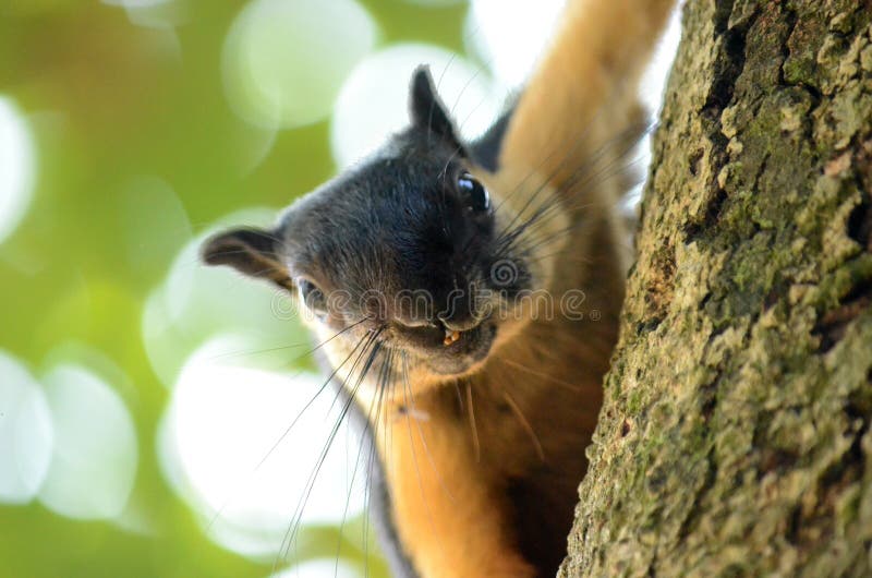 Flying squirrel stock photo. Image of summer, color, tree - 82071928