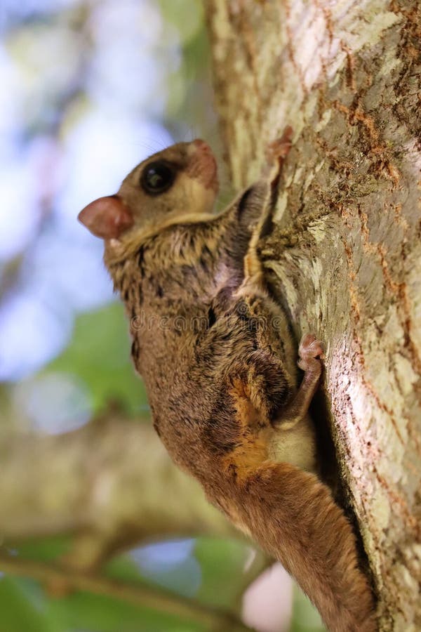Flying Squirrel Holding on To Tree Stock Image - Image of orientation ...
