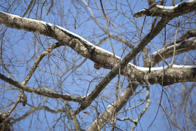 Flying Squirrel on a Limb stock image. Image of nature - 231412747