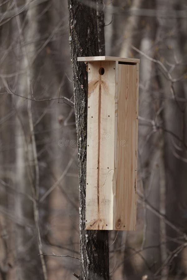 Flying Squirrel Nesting Box Stock Image - Image of spring, hardwoods ...