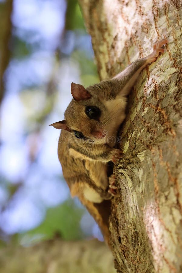 Flying Squirrel on Tree Looking at Camera Stock Image - Image of ...