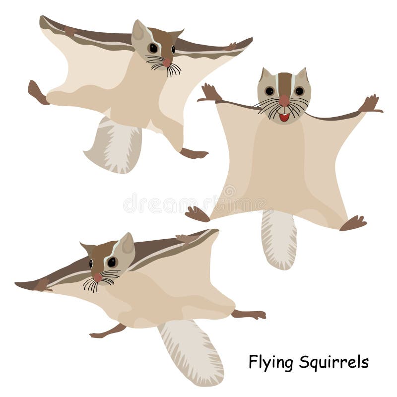 Flying Squirrel Vector Beecroft's Flying Squirrel Wikipedia