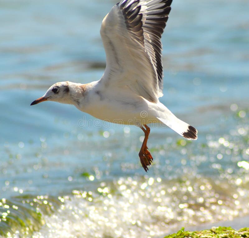 Flying steagul at the sea stock image. Image of freedom - 229311489