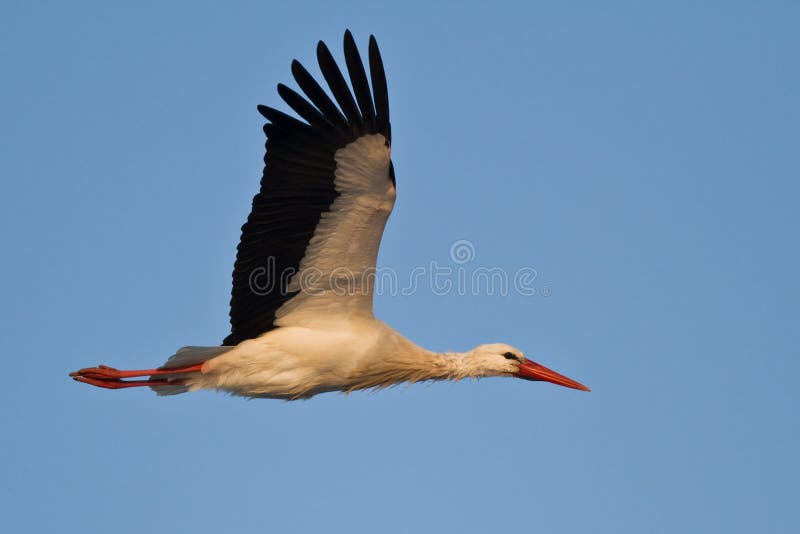 Painted stork stock image. Image of pink, flying, stork - 86451031