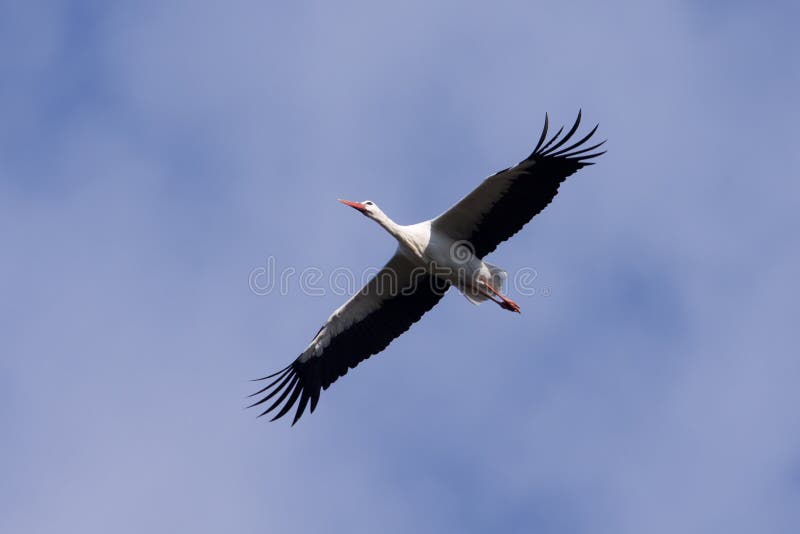 Flying stork stock image. Image of stork, reproduction - 602557
