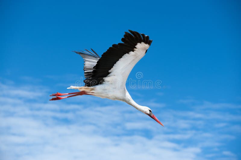 Flying stork stock image. Image of fauna, elegance, image - 33254663